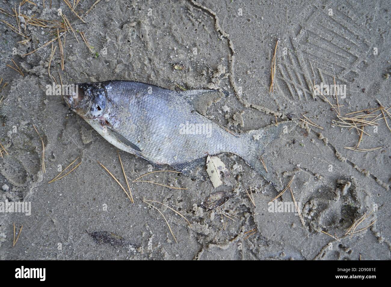 Dead fish on shore river hi-res stock photography and images - Alamy