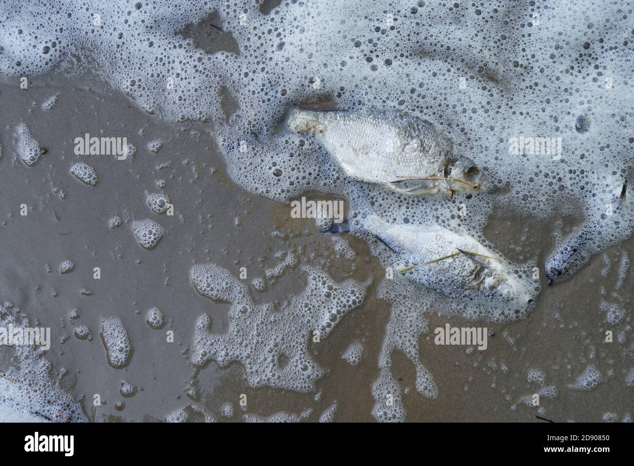 Dead fish on shore river hi-res stock photography and images - Alamy