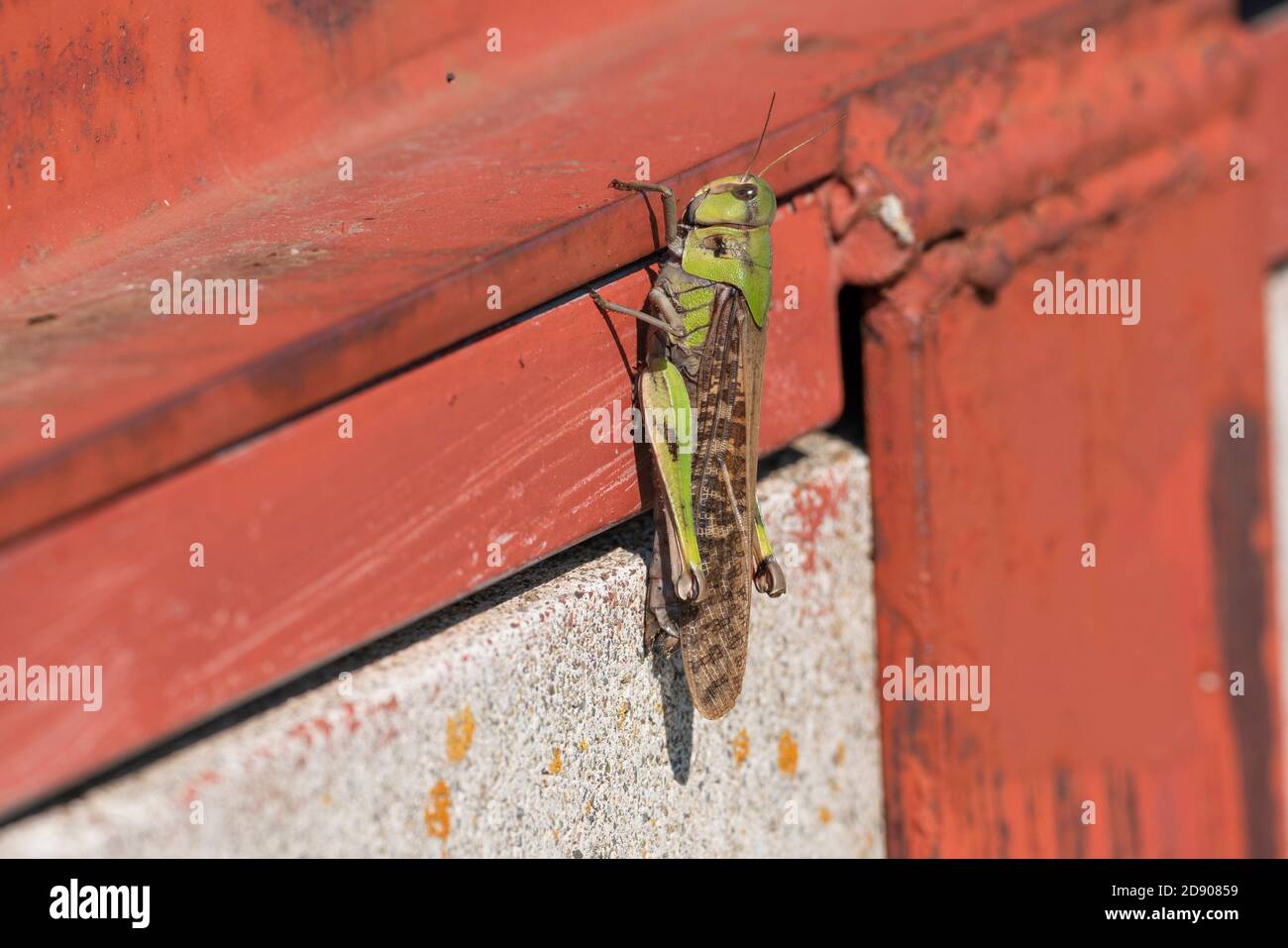 Locusta migratoria egg hi-res stock photography and images - Alamy