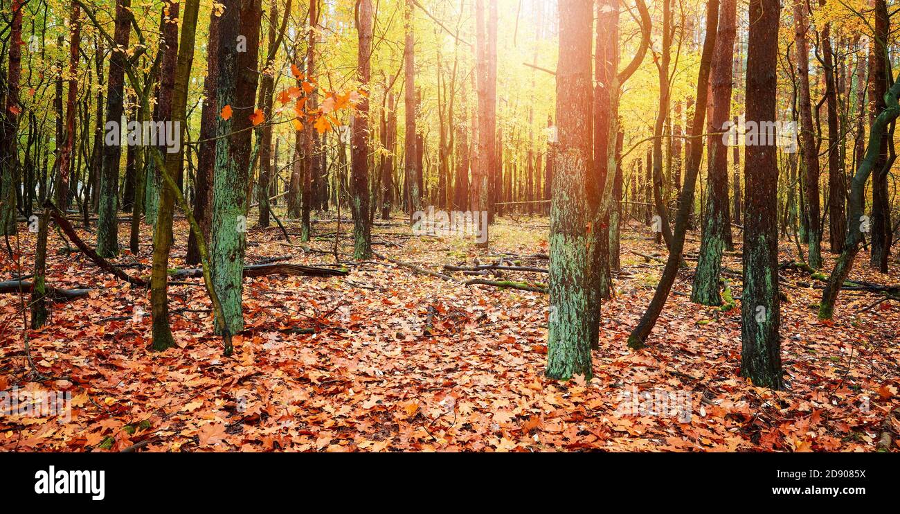 Deep colorful autumn forest tree hi-res stock photography and images ...