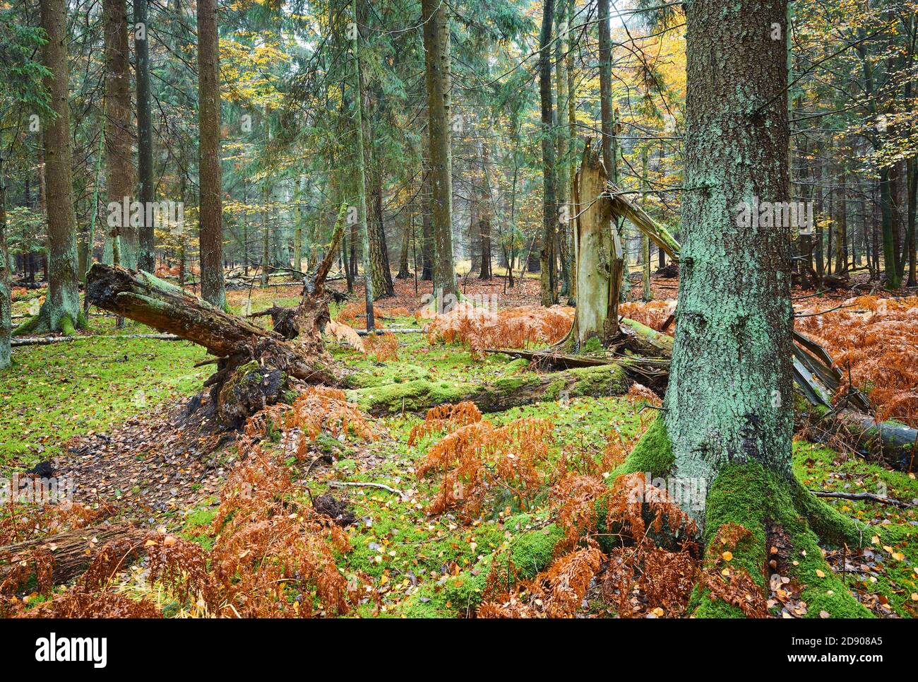 Deep forest with fern and moss in rainy autumn Stock Photo - Alamy