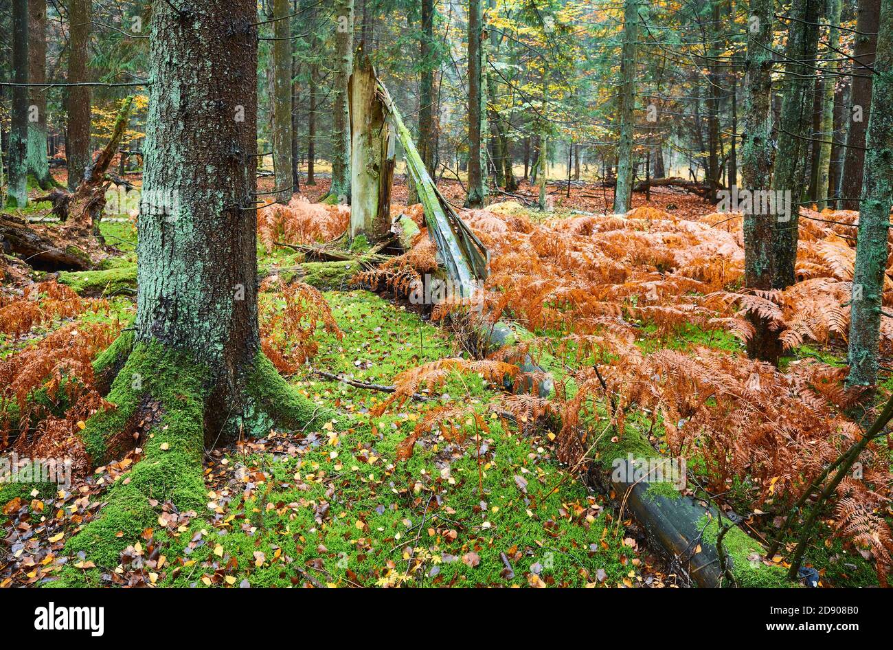 Deep forest with fern and moss in rainy autumn Stock Photo - Alamy