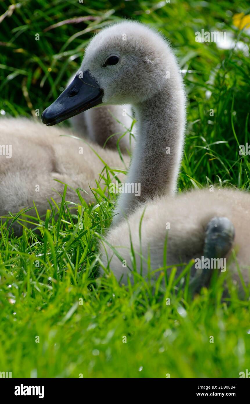Swan Cygnet, Llanfairfechan, Conwy, North Wales, United Kingdom Stock ...