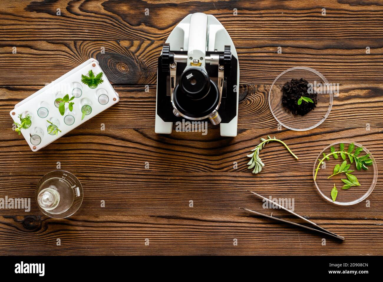 Phytopathological examining soil and plants with microscope in lab ...