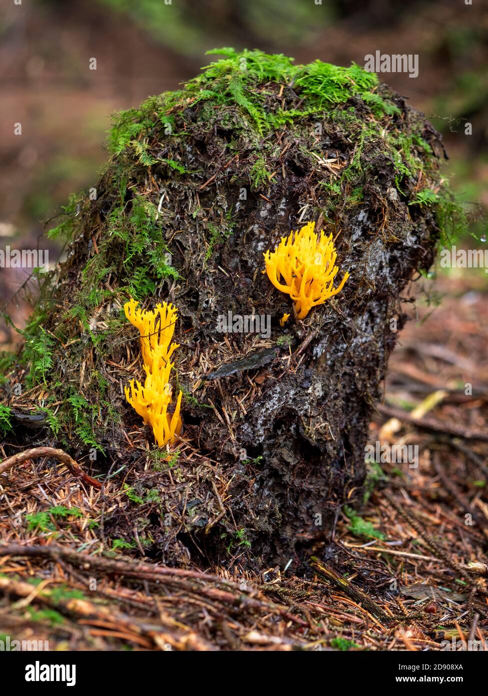 Fungus in wood on tree stump. Calocera viscosa Stock Photo - Alamy