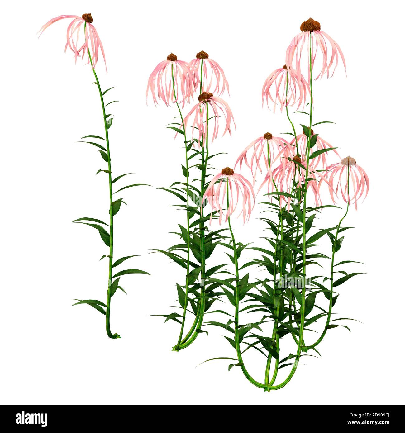 3D rendering of cone flowers isolated on white background Stock Photo ...