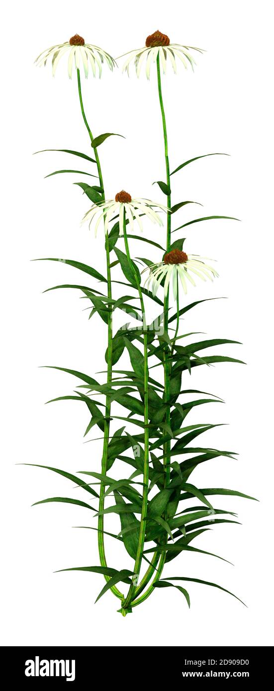 3D rendering of cone flowers isolated on white background Stock Photo ...