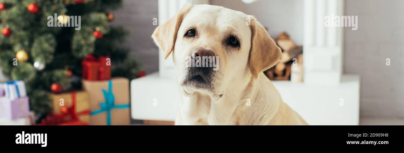 Labrador christmas tree hi-res stock photography and images - Alamy