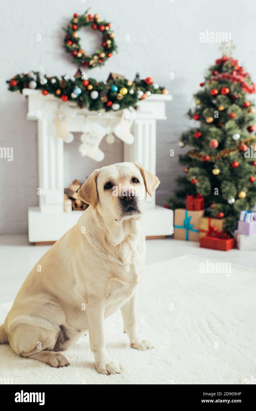 Labrador looking at camera near christmas tree and fireplace Stock ...