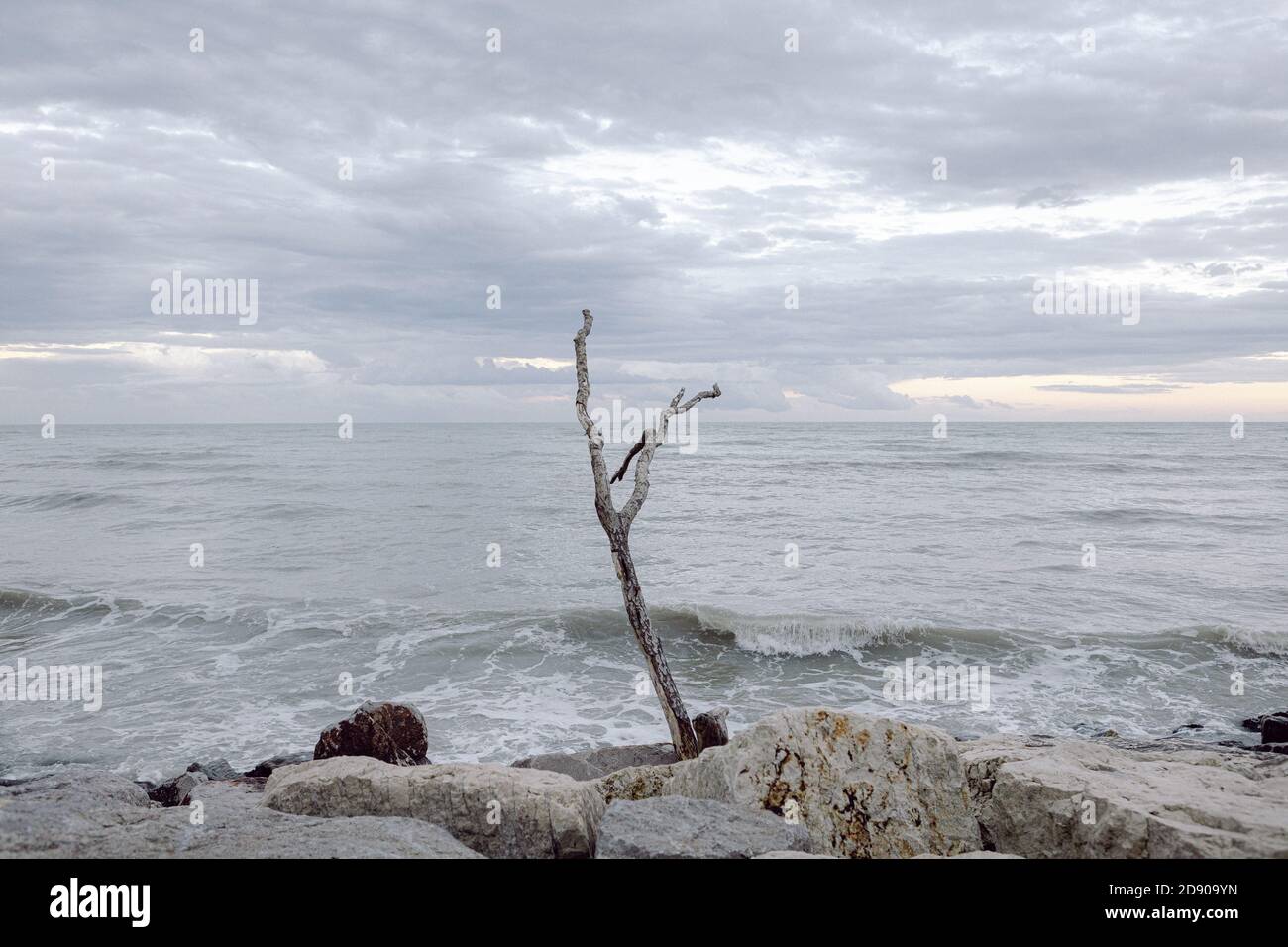 Cliff branch hi-res stock photography and images - Alamy