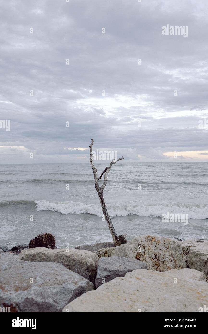 Rocky cliff with a dead tree with branches on a cloudy rainy day Stock ...