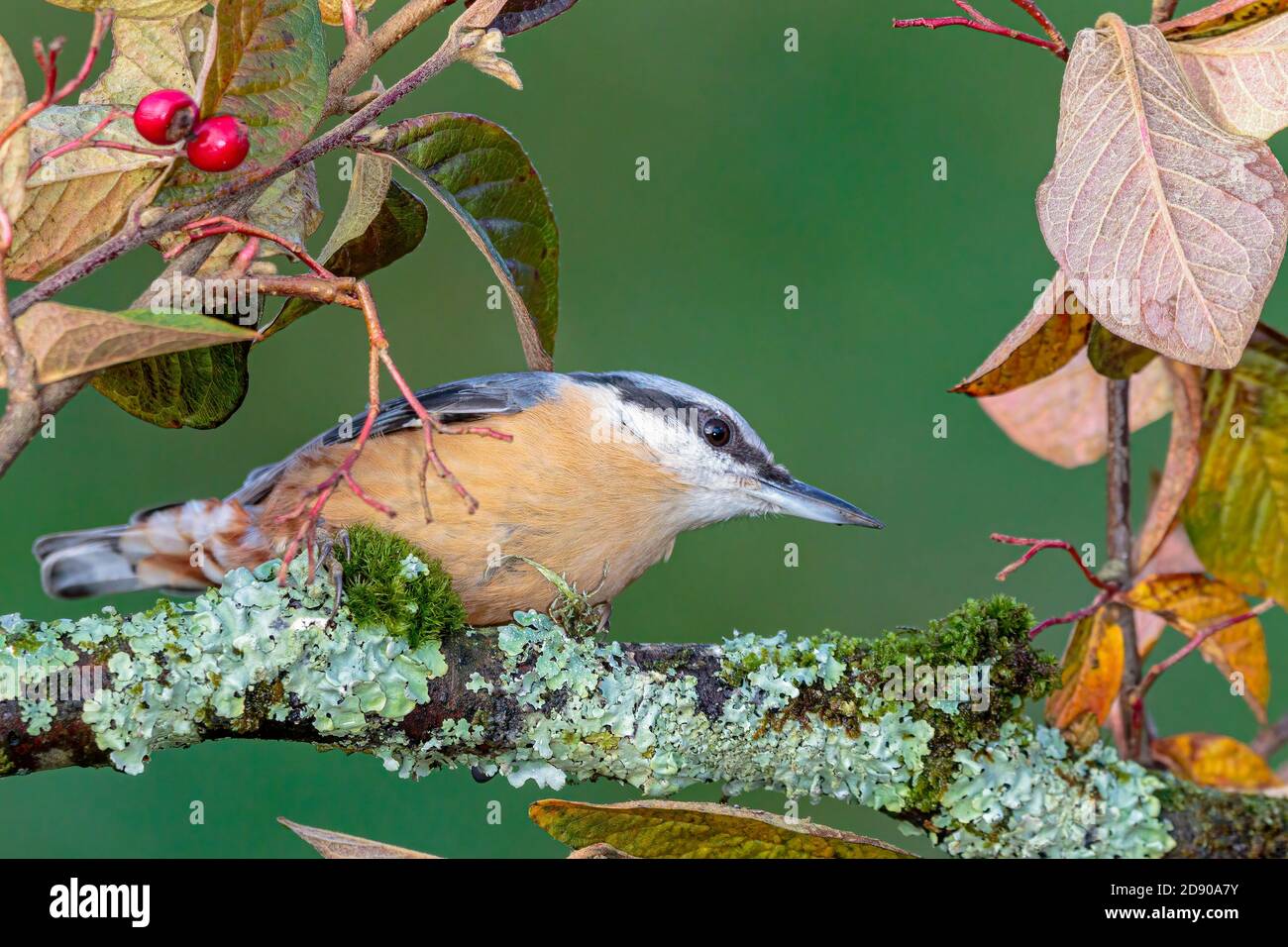 Cold autumn sunshine hi-res stock photography and images - Alamy