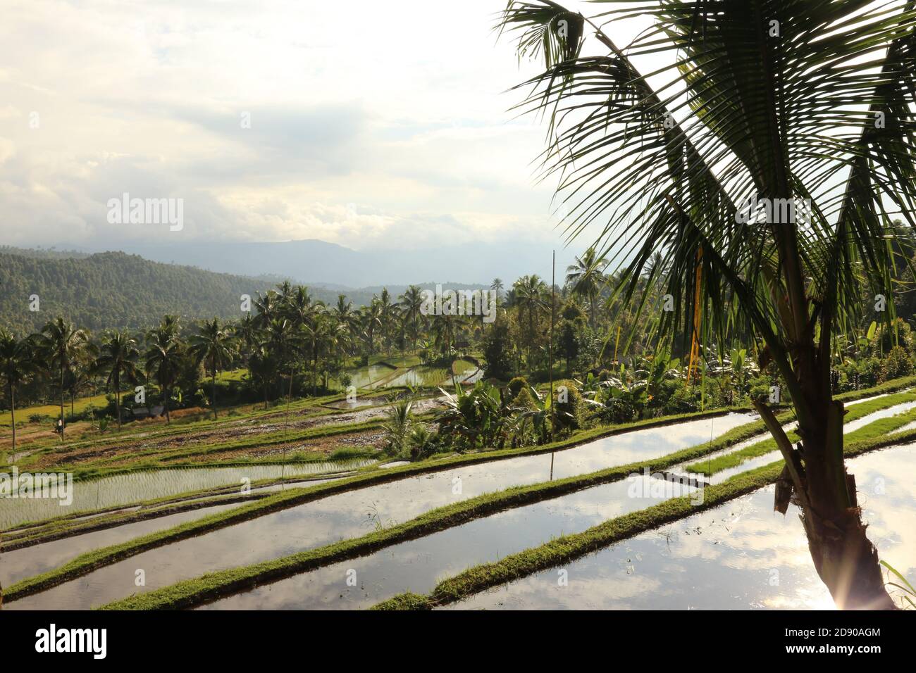 Munduk Ricefield Bali Stock Photo - Alamy