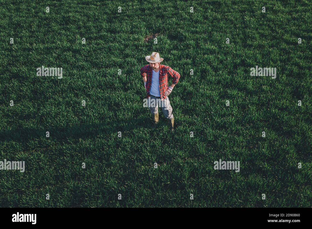 Wheat farmer standing and looking over wheatgrass field, aerial view of ...