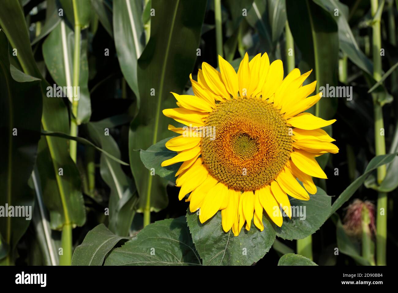 Sunflower in front of Corn plants Stock Photo - Alamy