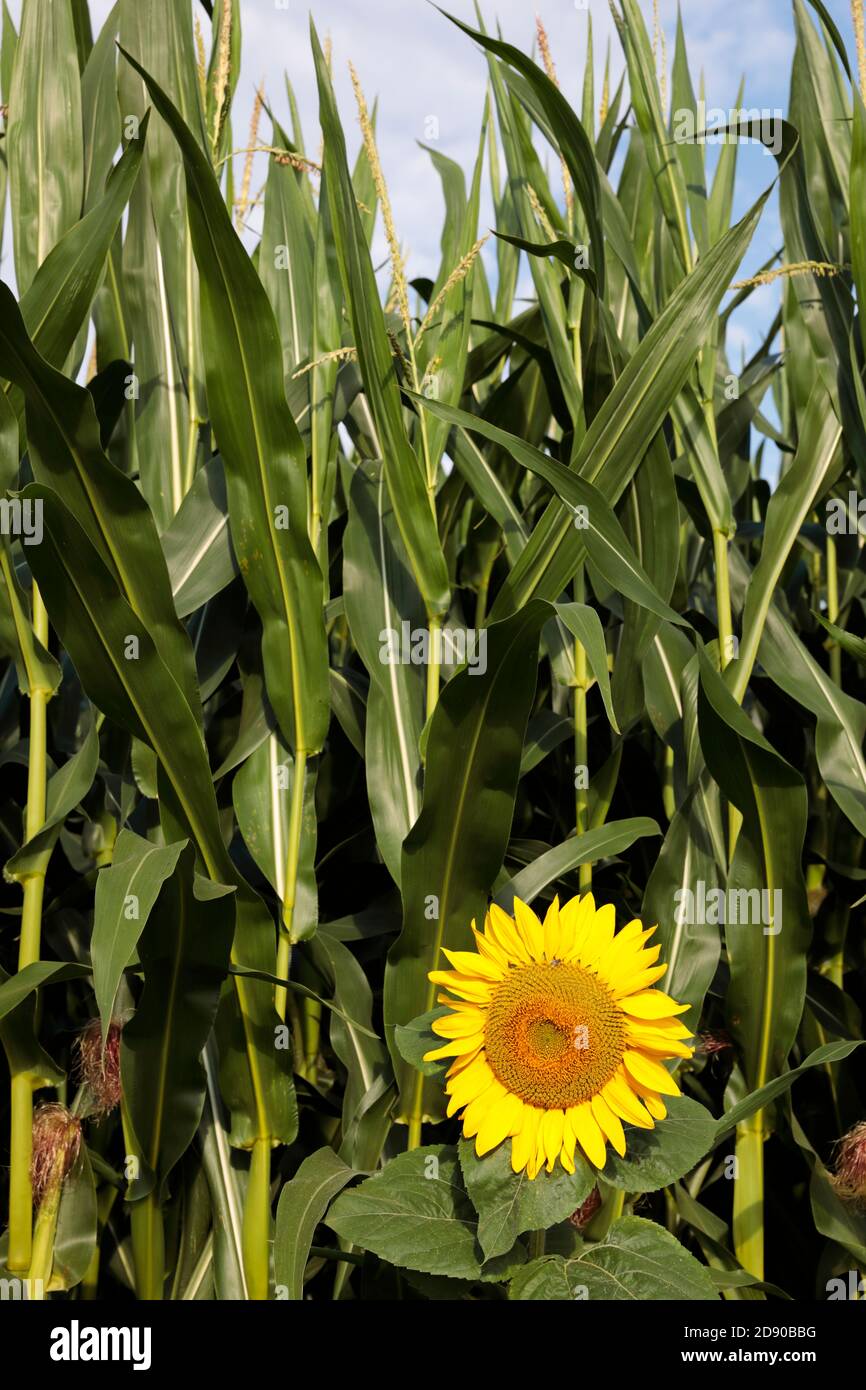 Sunflower in front of Corn plants Stock Photo - Alamy