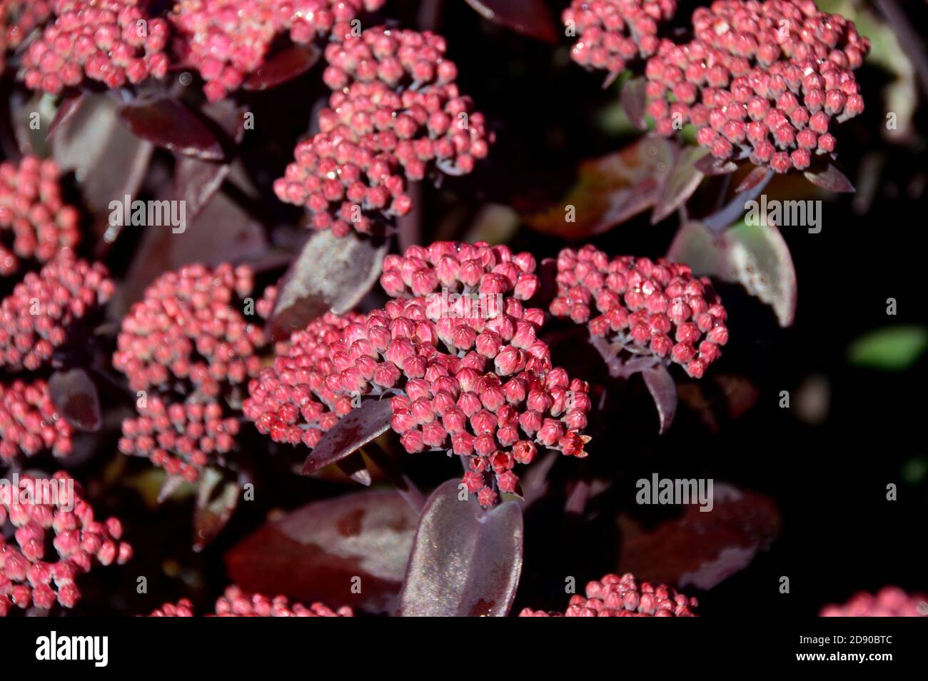 Pink Sedum 'Jose Aubergine' (Stonecrop) Flowers grown in a border at ...