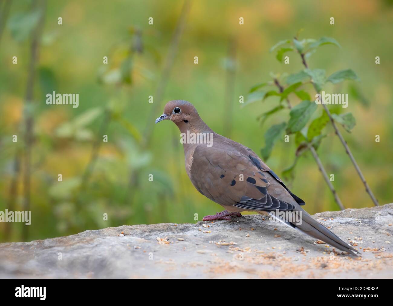 Mourning dove in the wild hi-res stock photography and images - Alamy