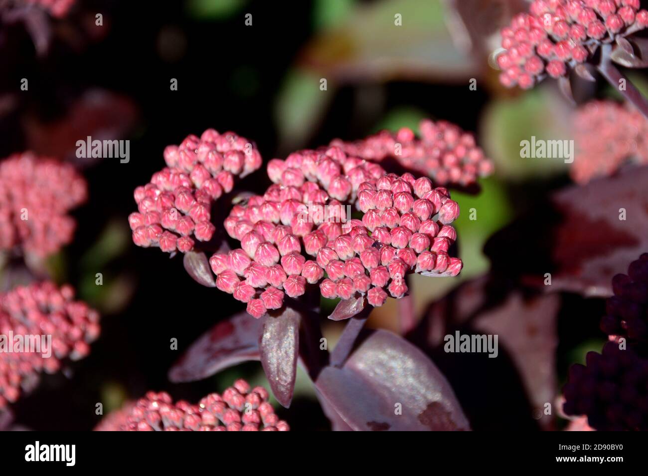 Pink Sedum 'Jose Aubergine' (Stonecrop) Flowers grown in a border at ...