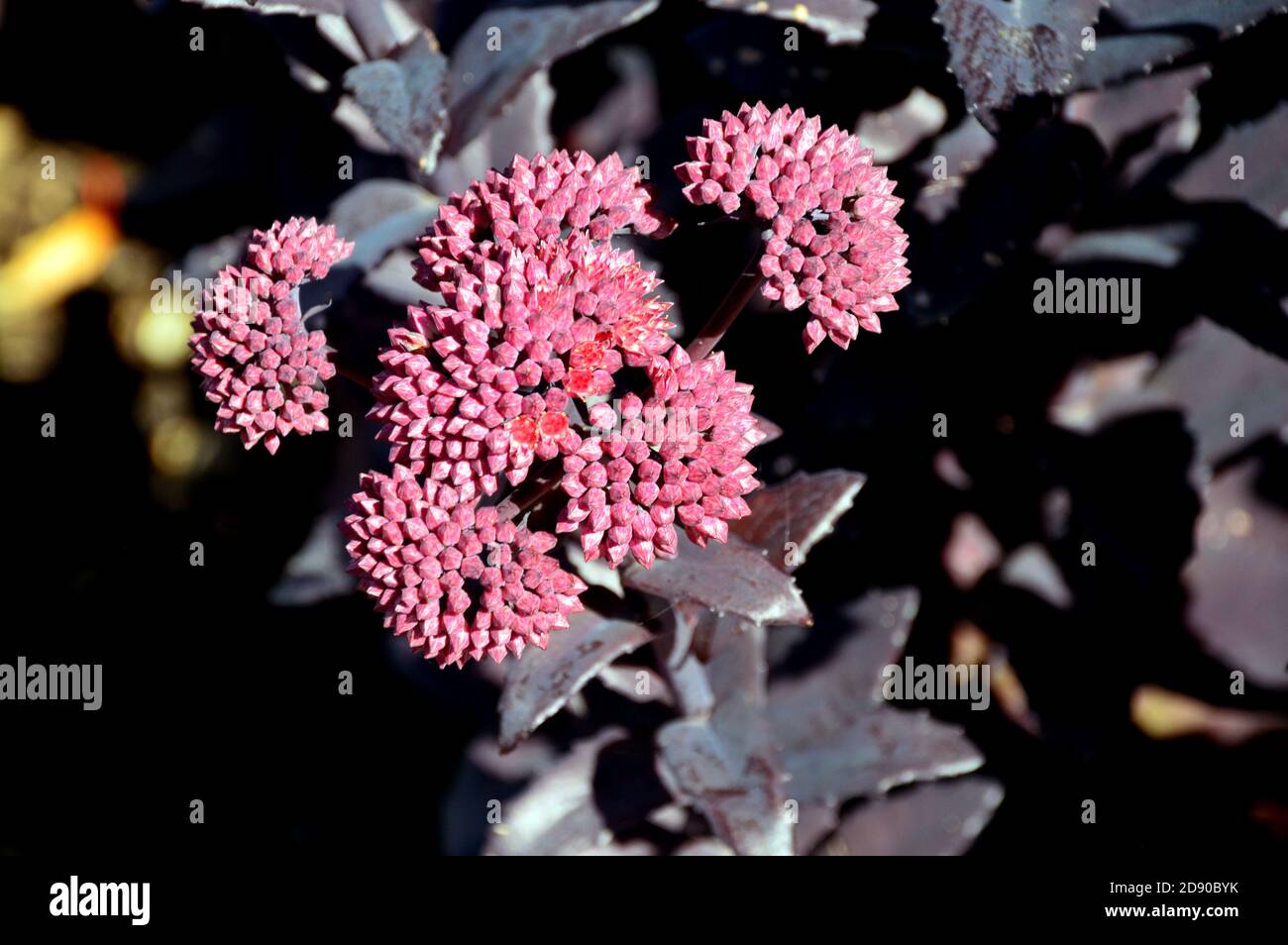 Pink Sedum 'Jose Aubergine' (Stonecrop) Flowers grown in a border at ...