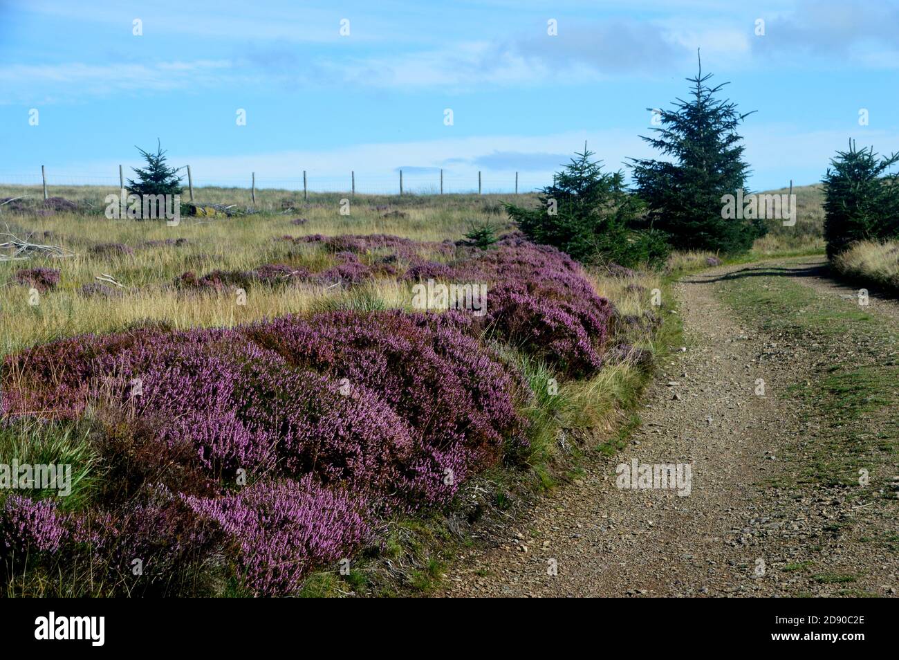 Purple Heather on the Old Mine Road in the Forest from Scaly Moss to ...