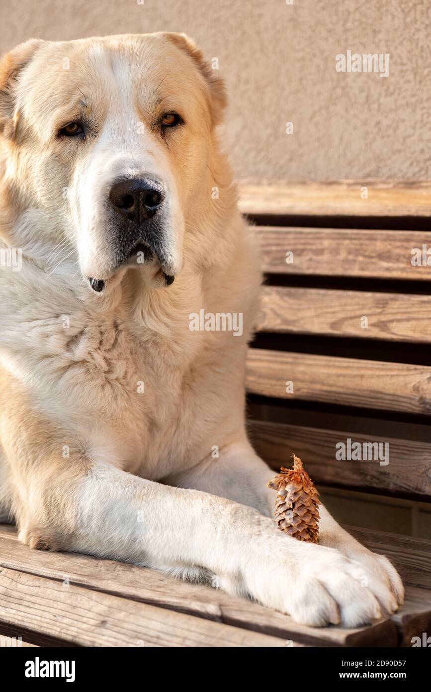 Central Asian Shepherd Dog male adult alababi breed on a bench spruce ...