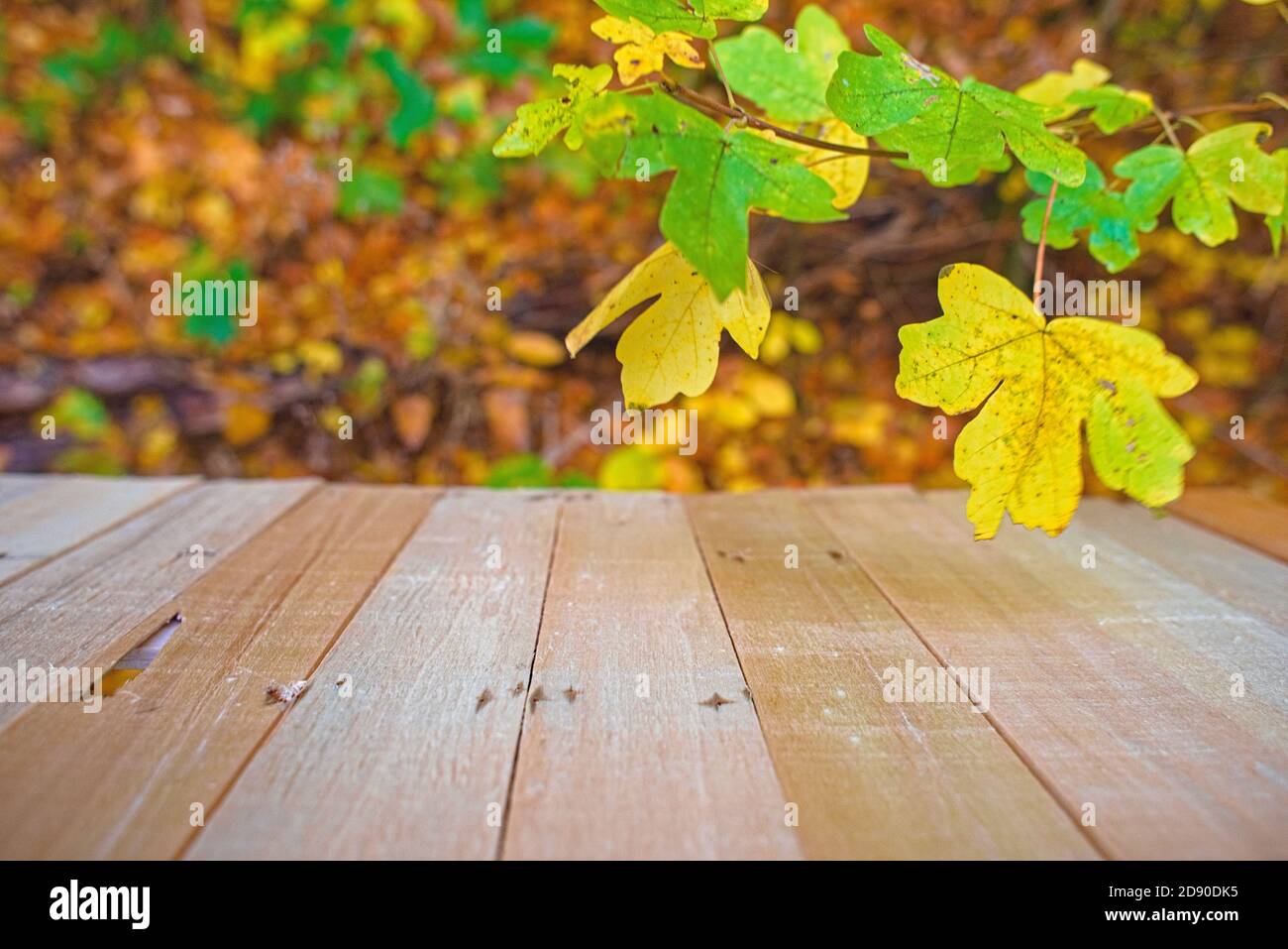Selective focus shot of wooden planks and colorful autumn leaves Stock ...