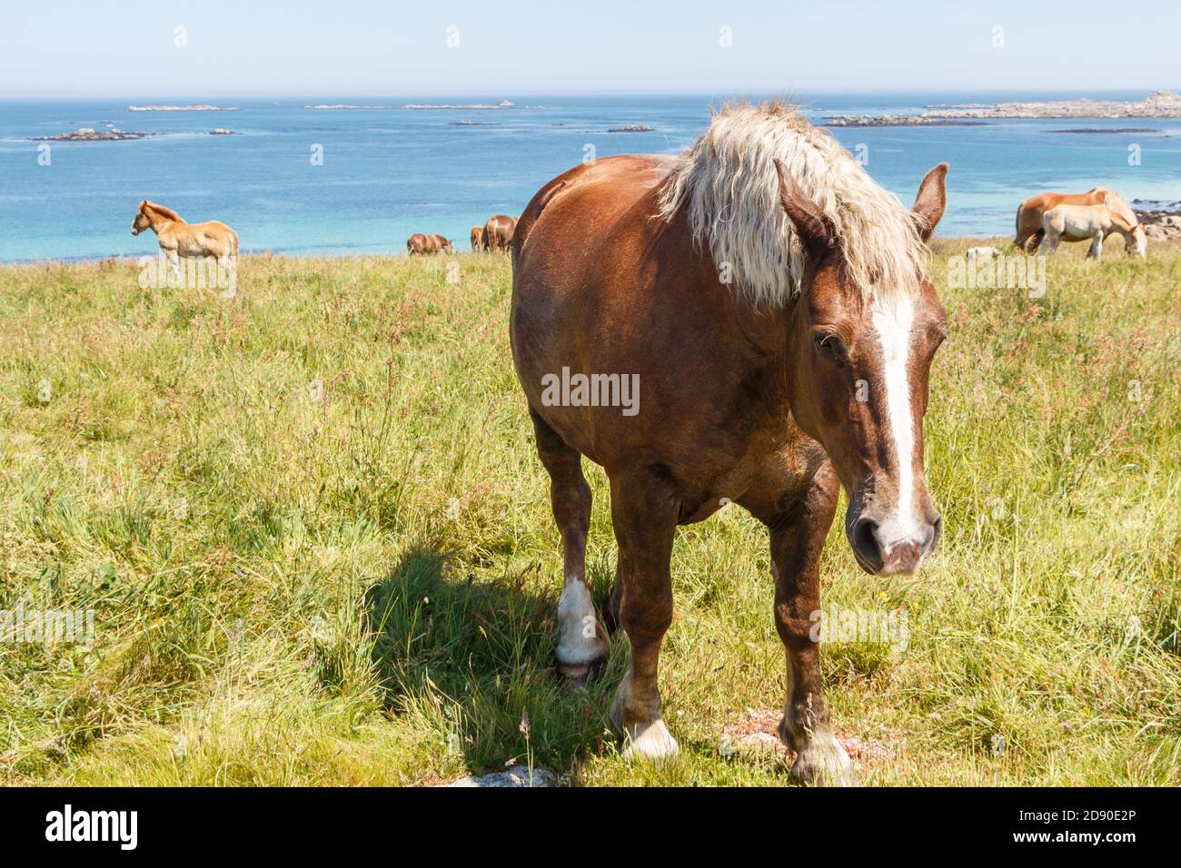 Trait Breton horses in a field near the sea in Brittany Stock Photo - Alamy