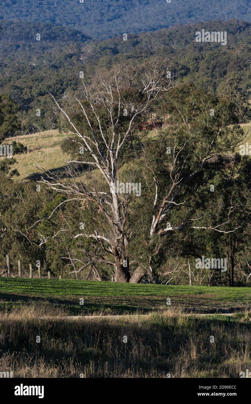 The Megalong Creek Estate, Blue Mountains Winery, Megalong Valley, NSW ...