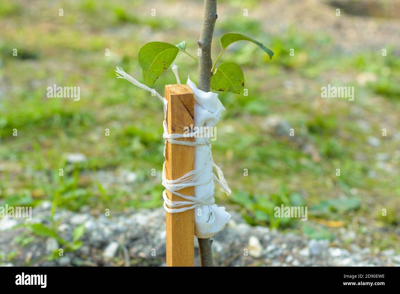 Pear seedling hi-res stock photography and images - Alamy