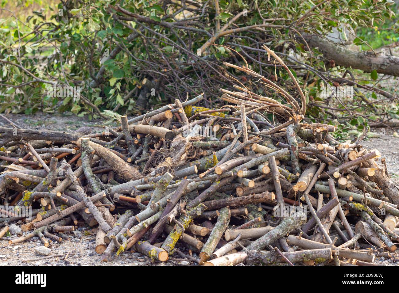 A pile of sawn firewood lies in front of the felled apple trees Stock ...