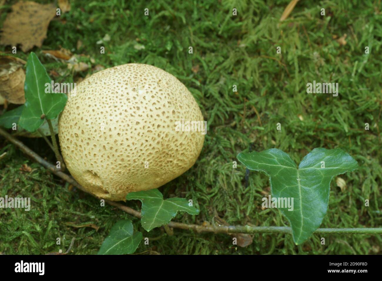 Scleroderma hi-res stock photography and images - Alamy