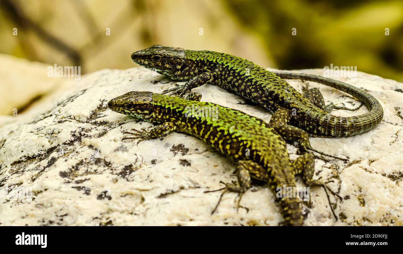 Lizards of italy hi-res stock photography and images - Alamy