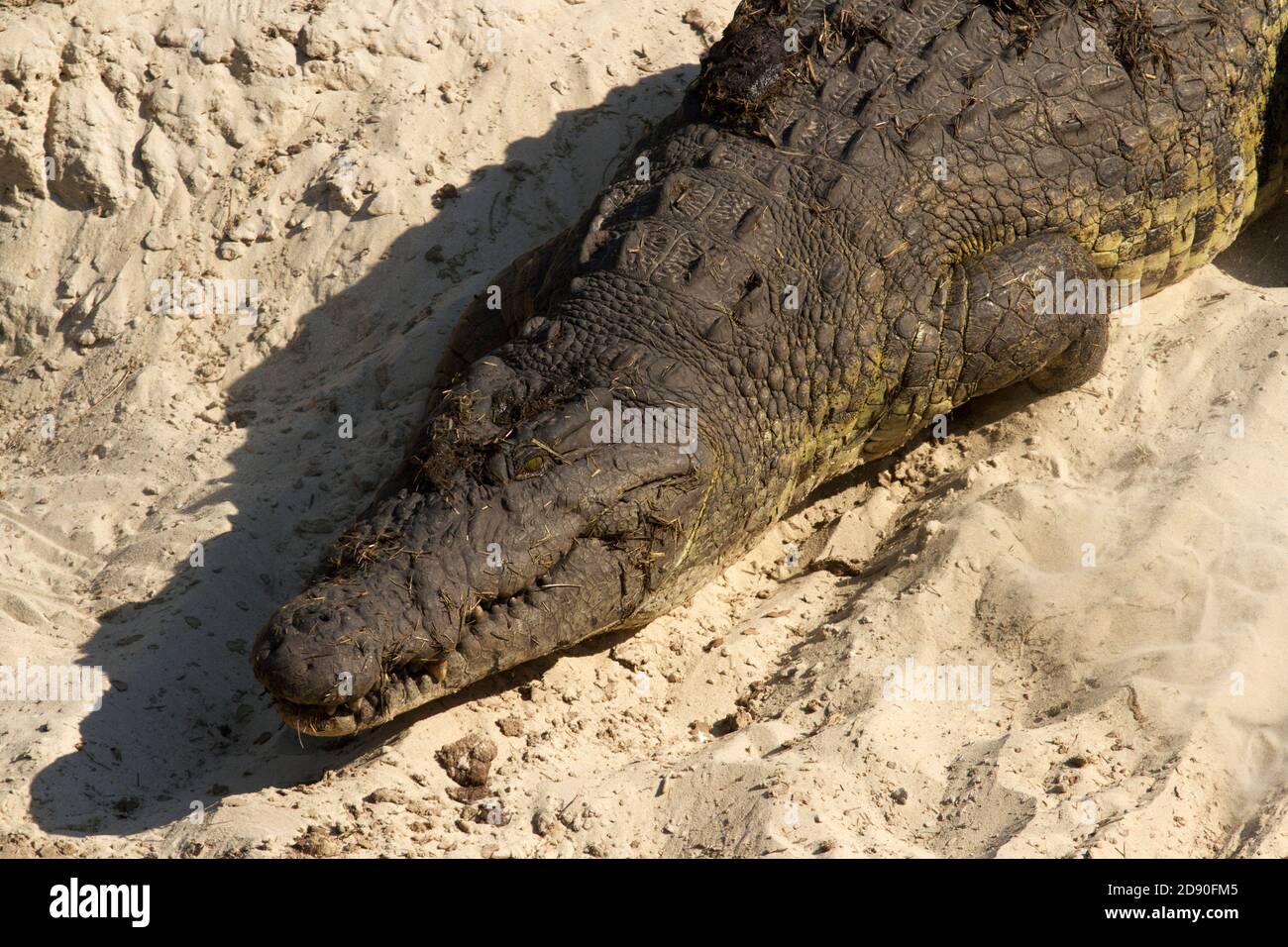 Large male crocodile hi-res stock photography and images - Alamy