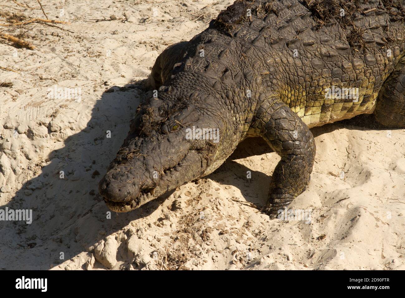 Large male crocodile hi-res stock photography and images - Alamy