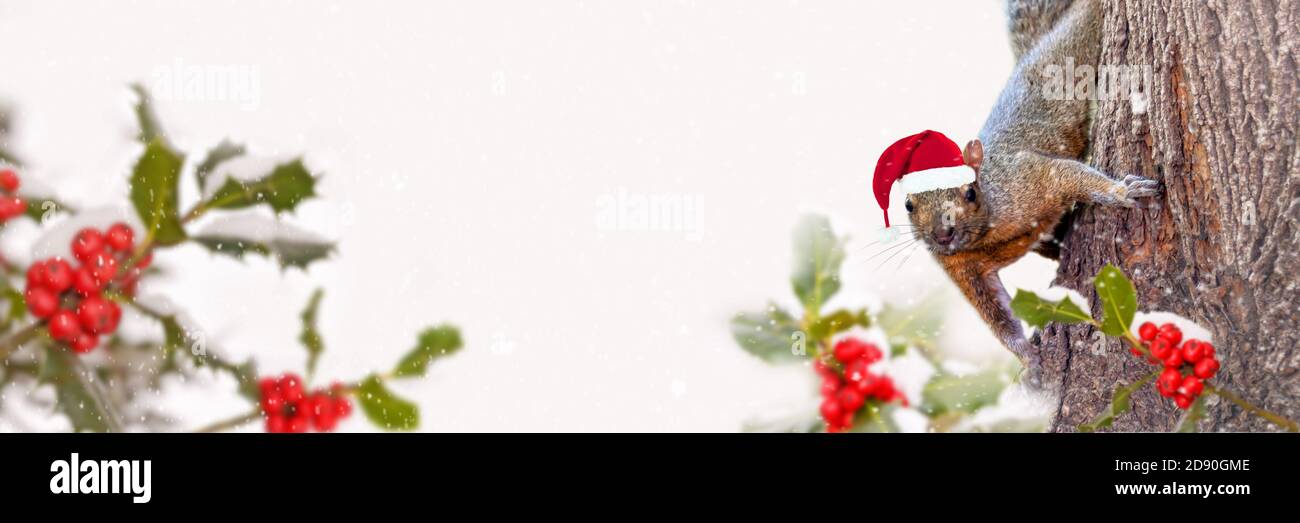 Christmas panoramic background with a cute squirrel with a Santa hat in ...
