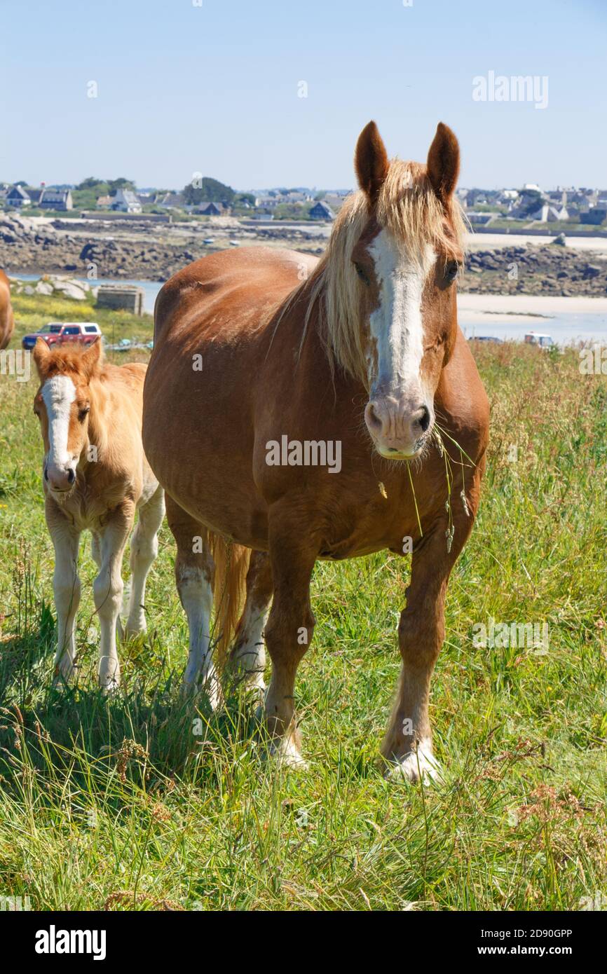 Trait Breton mare and her foal in a field near the sea in Brittany ...