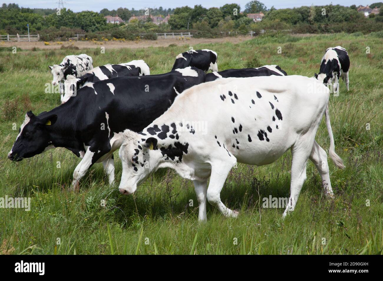 Walking and standing cows hi-res stock photography and images - Alamy