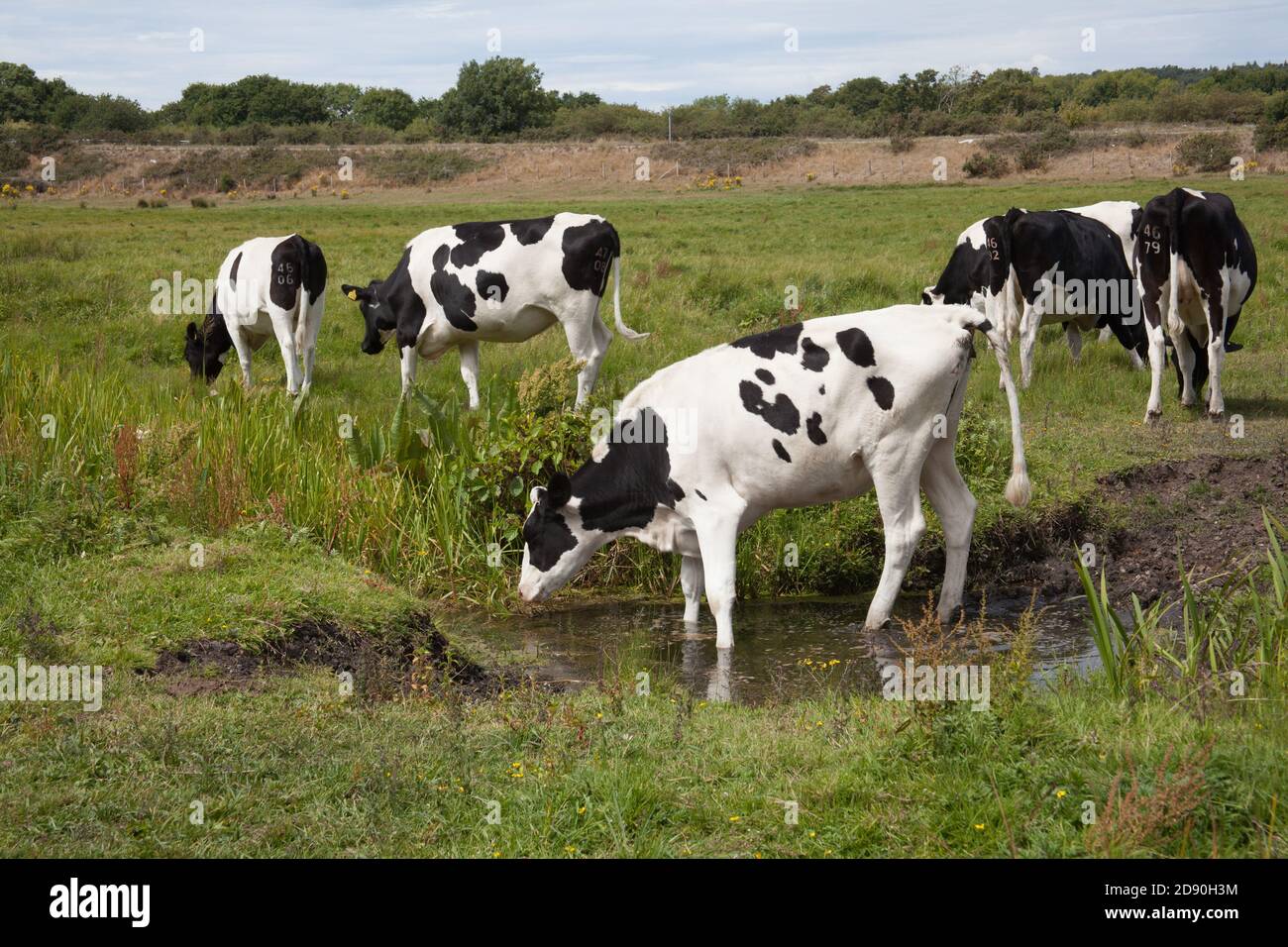 A cow drink from a stream in Wareham, Dorset in the UK Stock Photo - Alamy