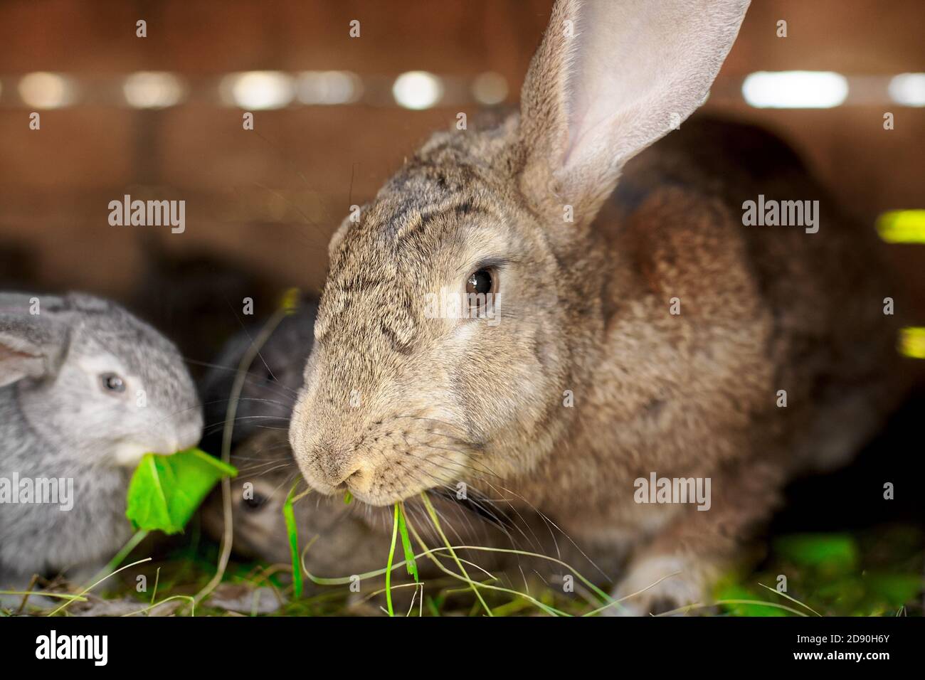 Cute fluffy grey bunny rabbit hi-res stock photography and images - Alamy