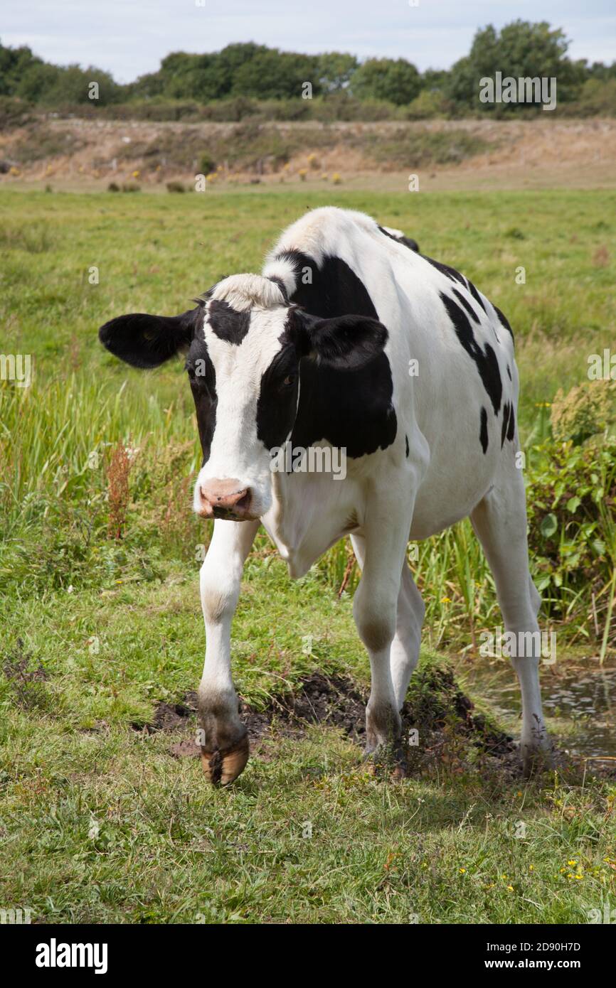 Black White Breed Cow In High Resolution Stock Photography and Images ...