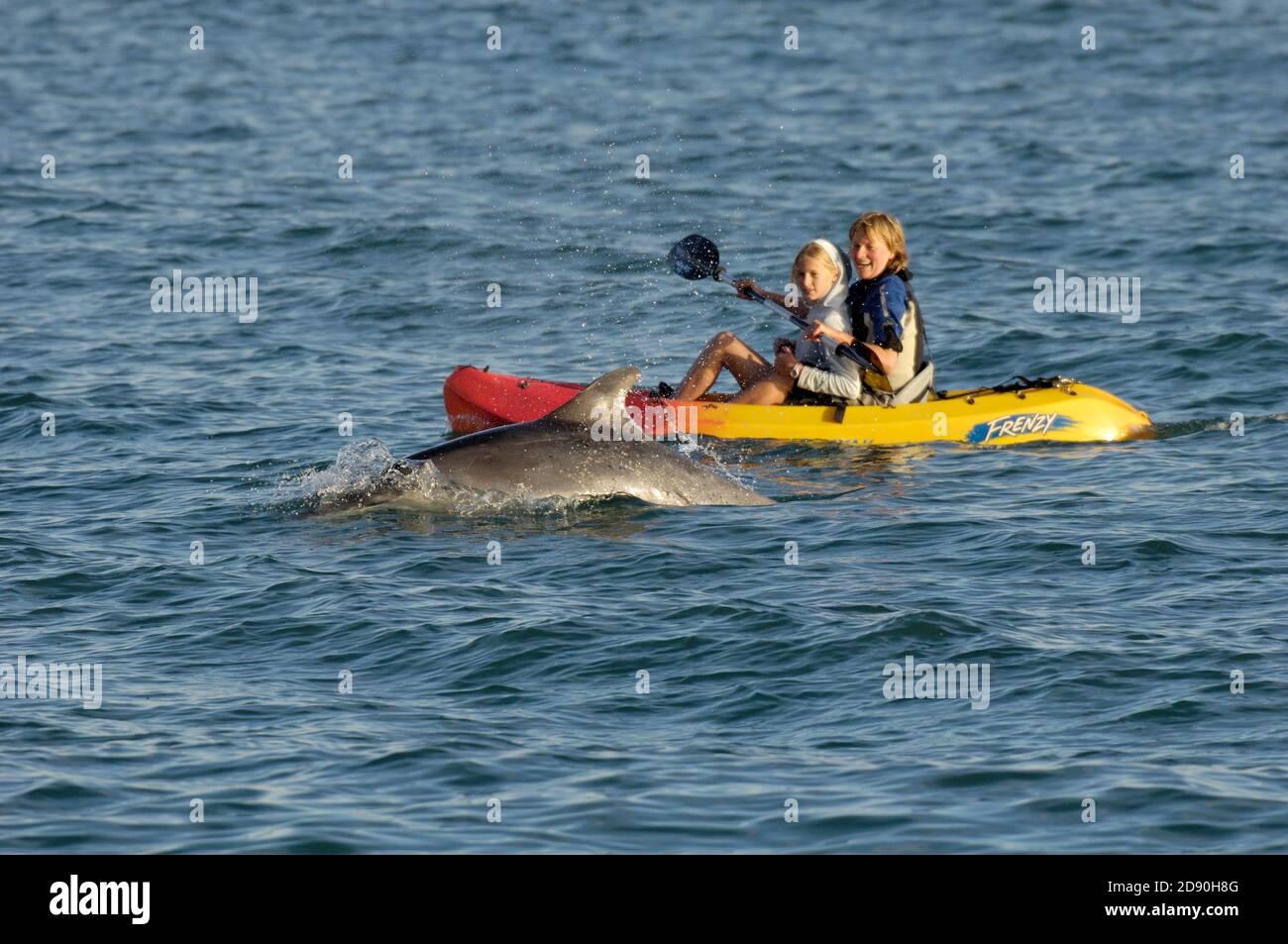 Dave the dolphin hi-res stock photography and images - Alamy
