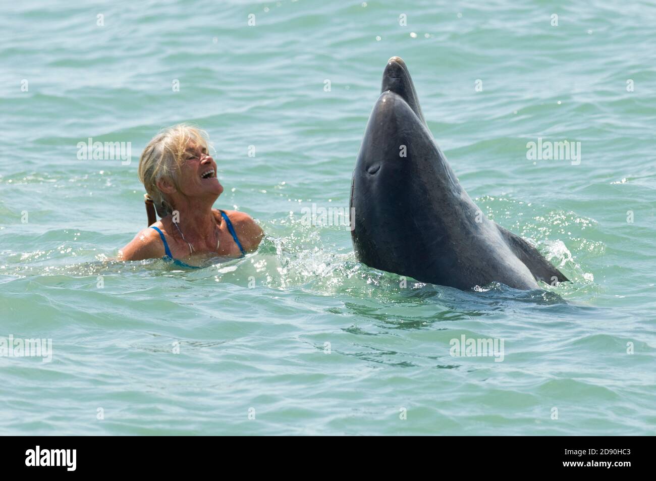 Solitary Bottlenose dolphin "Dave". Folkestone, Kent, UK 2007. Woman ...