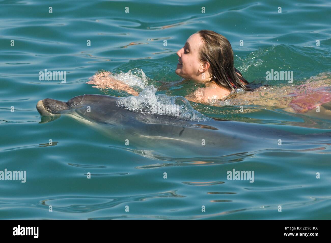 Dave The Dolphin High Resolution Stock Photography and Images - Alamy