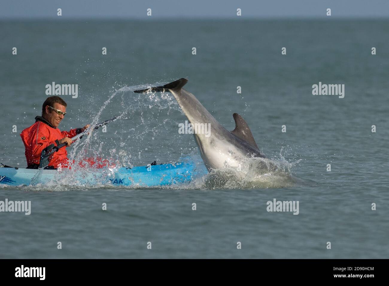 Dave The Dolphin High Resolution Stock Photography and Images - Alamy