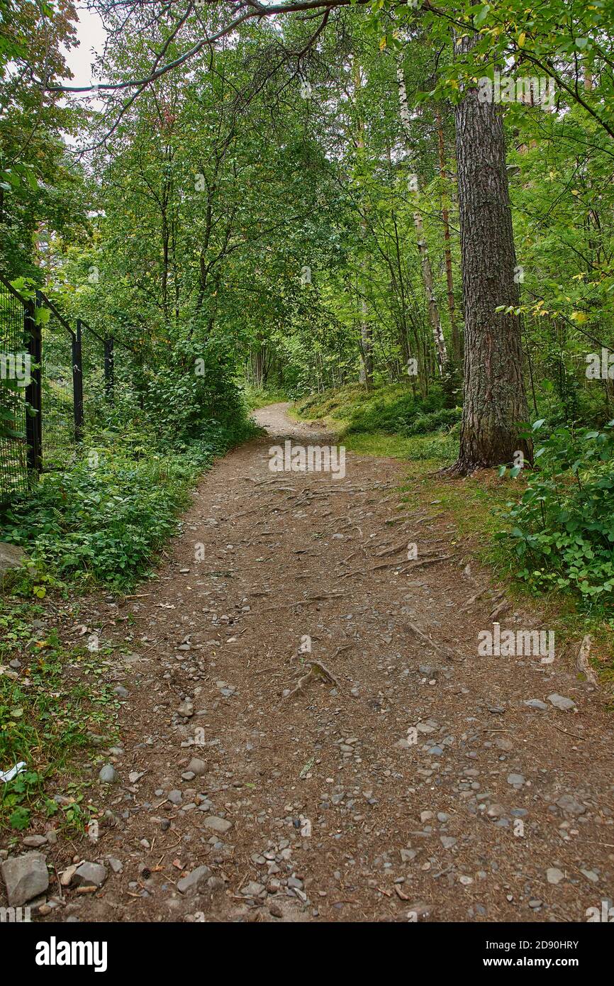 Summer cloudy day. The narrow dirt path in the woods. On the sides of ...