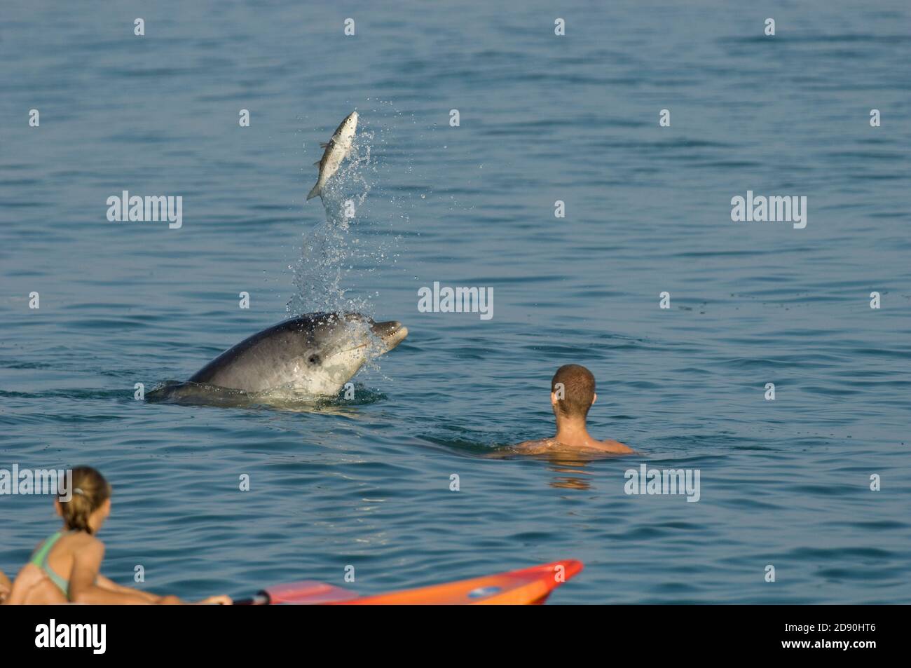 Solitary Bottlenose dolphin "Dave" throwing fish to people. Folkestone ...