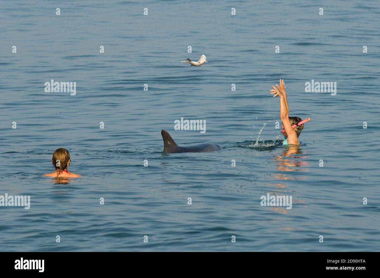 Solitary Bottlenose dolphin "Dave" throwing fish to people. Folkestone ...