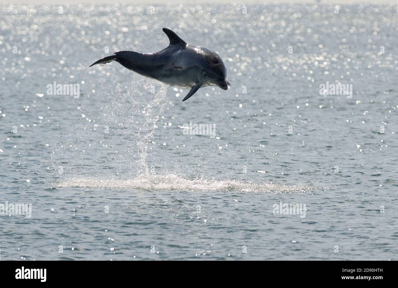 Dave the dolphin hi-res stock photography and images - Alamy