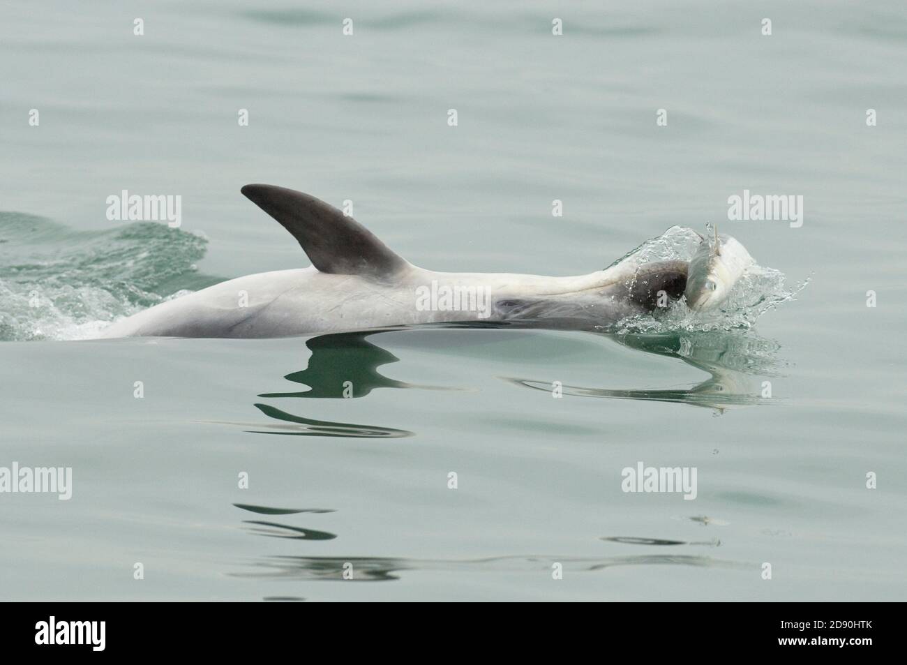 Solitary Bottlenose dolphin "Dave" with fish ( grey mullet). Folkestone ...